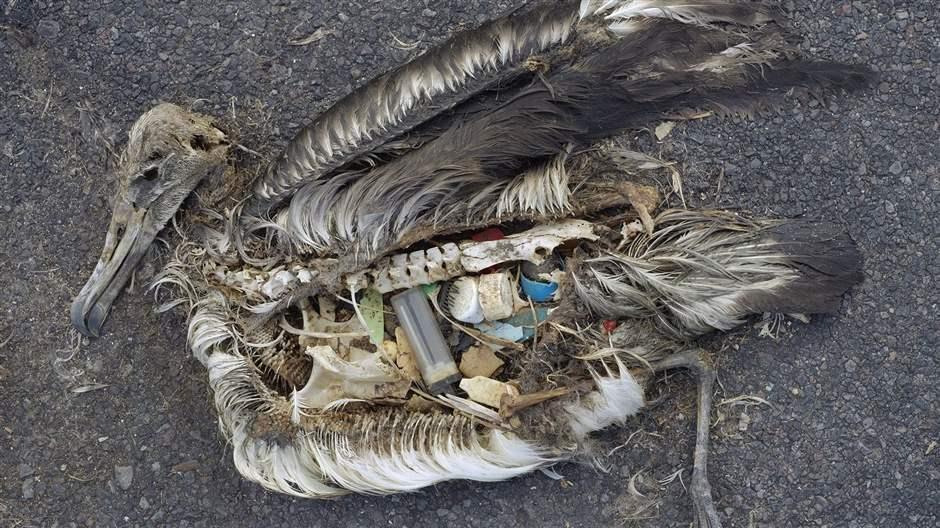 Pick Up Your Trash! How Littering Kills Animals & Wildlife